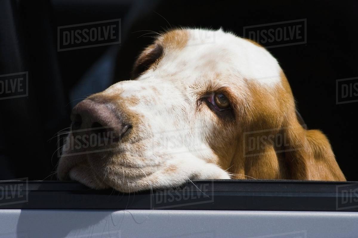 Dog Resting His Head - Royalty-free Stock Photo | Dissolve