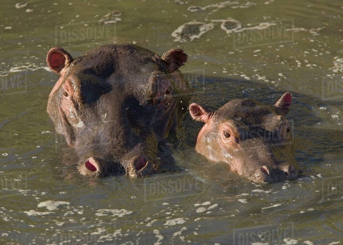 Hippo And Calf In A Masai River, Kenya - Royalty-free Stock Photo ...