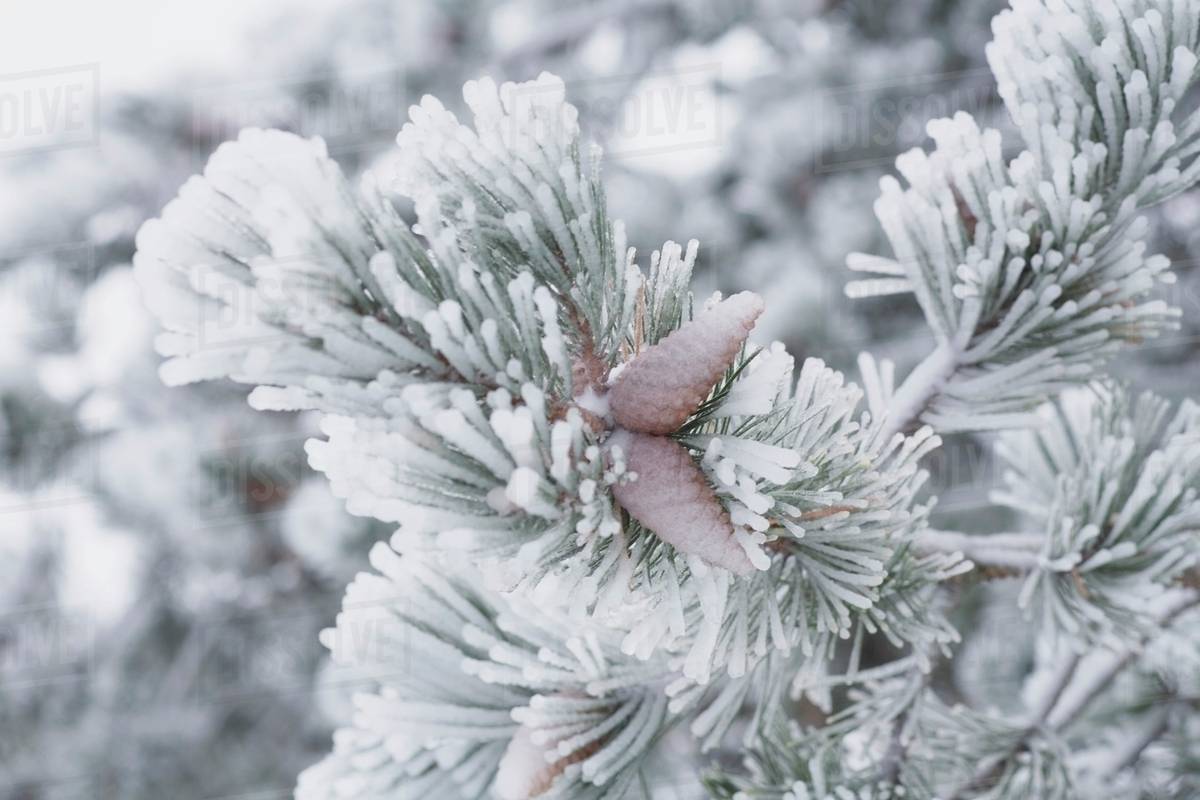 Frozen Pine Tree - Stock Photo - Dissolve