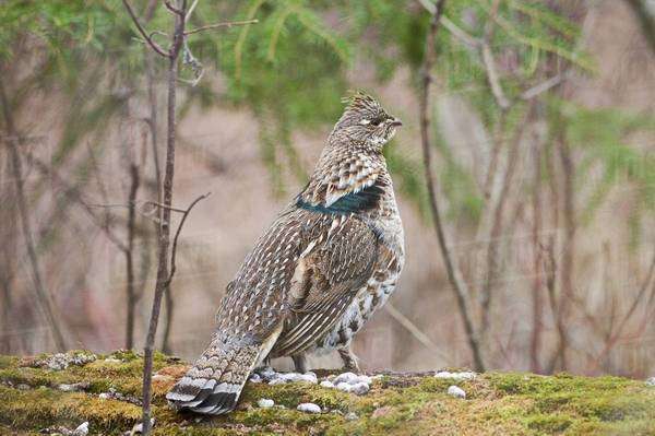 Ruffed Grouse In Spring - Royalty-free Stock Photo | Dissolve