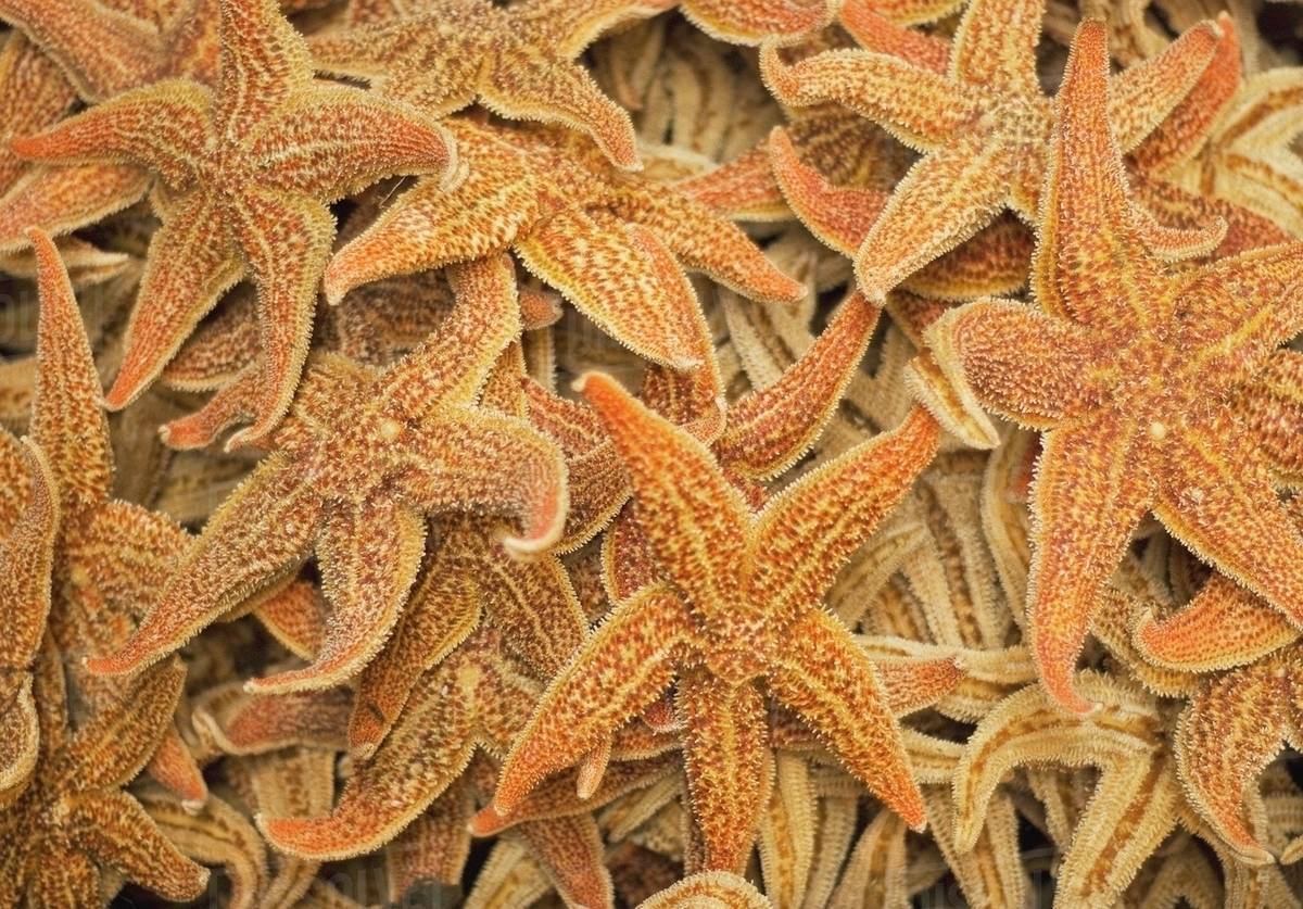 Dried Starfish On A Street Market In Hong Kong, China - Royalty-free ...