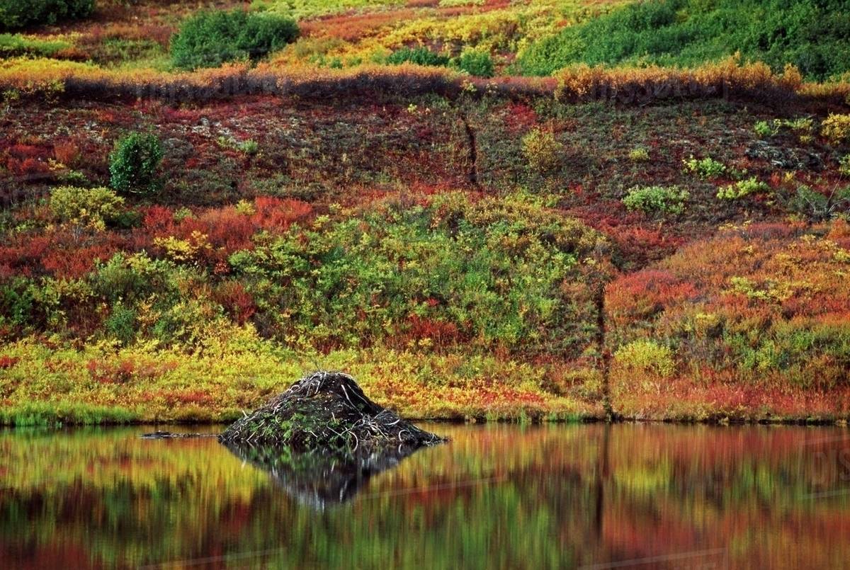 Beaver Lodge In Pond On Subarctic Tundra - Stock Photo - Dissolve
