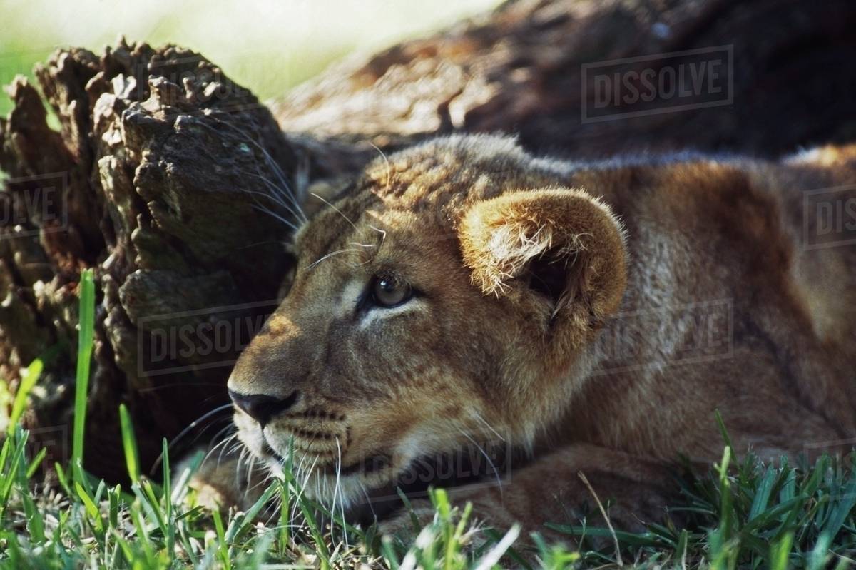 Lion Cub Crouching Behind Log, Africa - Royalty-free Stock Photo | Dissolve