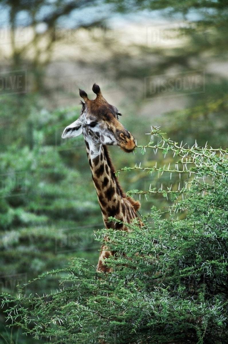 Giraffe Feeding On Acacia Tree; Africa - Royalty-free Stock Photo ...