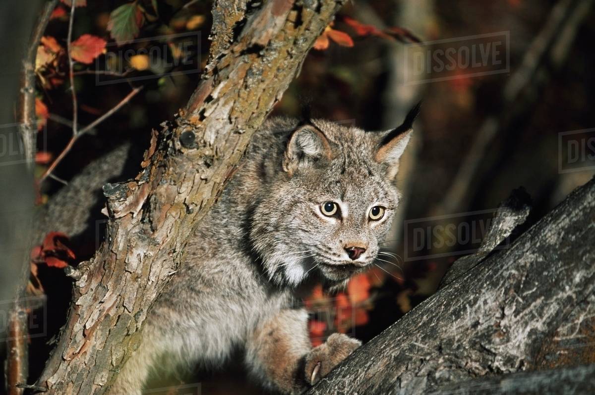 Lynx Walking On Branch In Tree; Idaho, Usa - Royalty-free Stock Photo ...