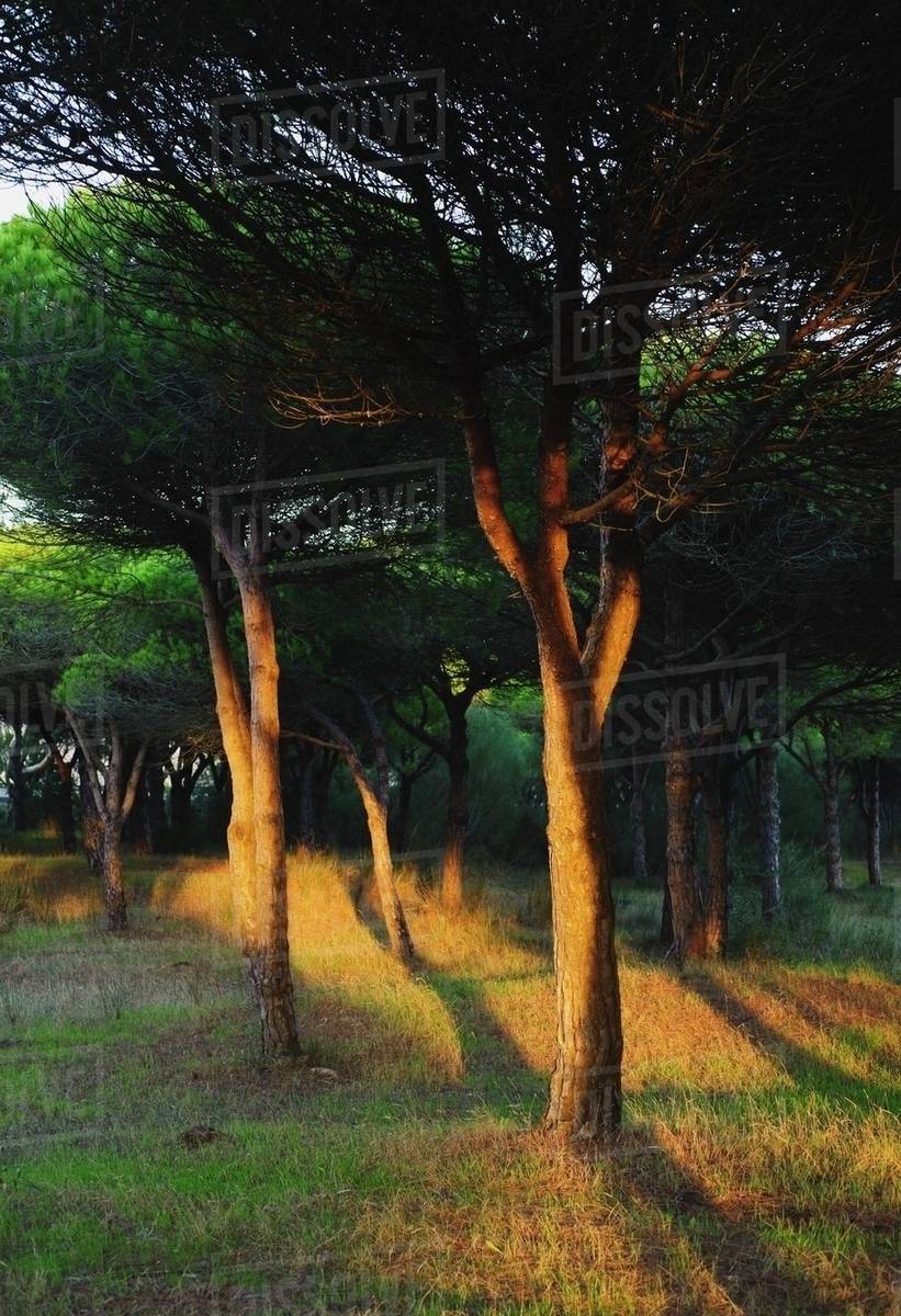 Sunlight Hitting The Trees - Royalty-free Stock Photo | Dissolve