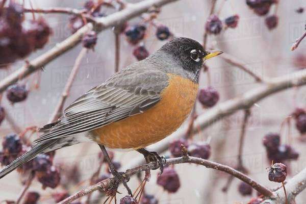 Calgary, Alberta, Canada; Robin In A Tree With Dried Apples - Stock ...