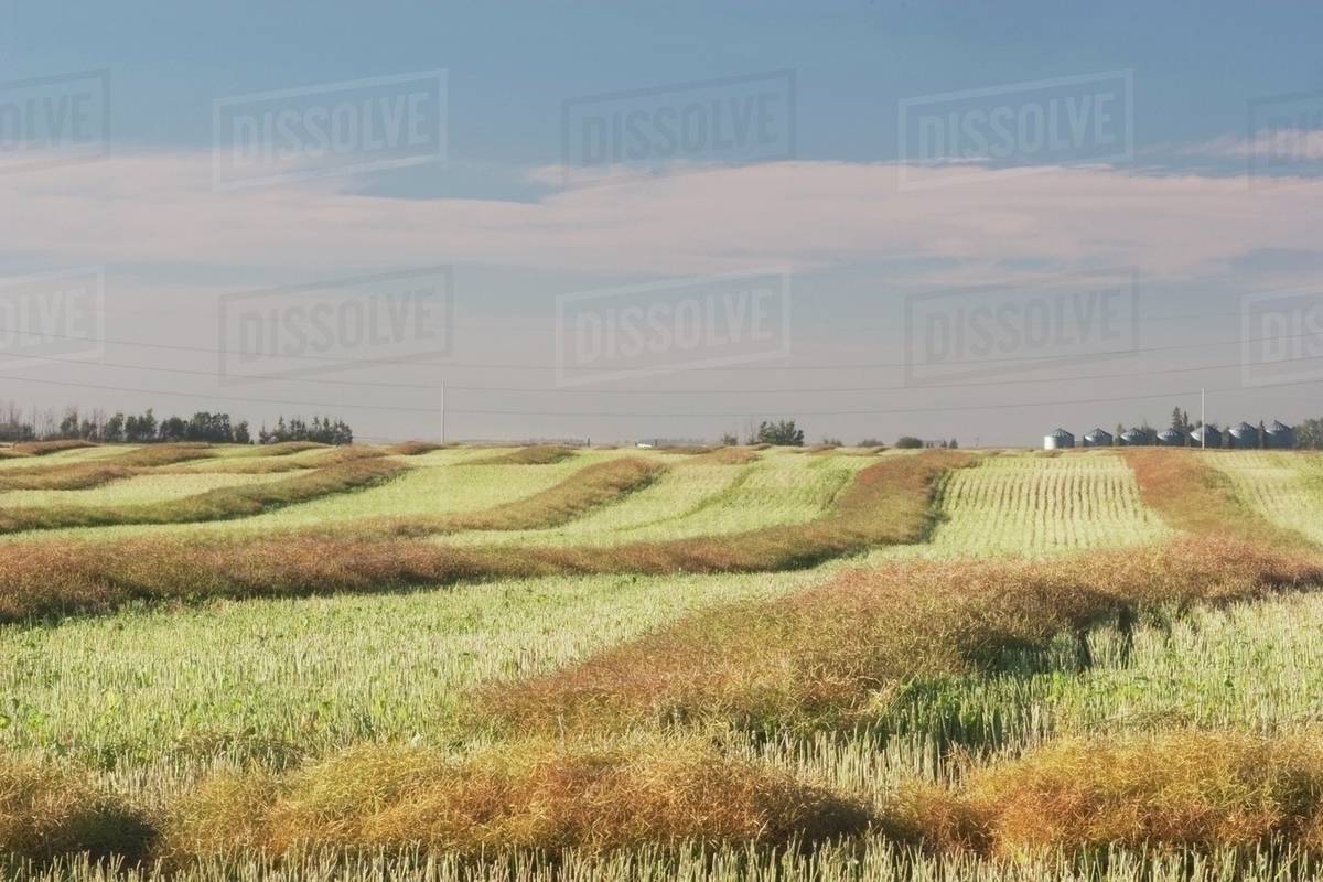 Canola Drying On A Field - Royalty-free Stock Photo | Dissolve
