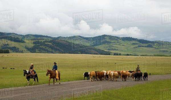 Cowboys Herding Cattle, Southern Alberta, Canada - Royalty-free Stock ...