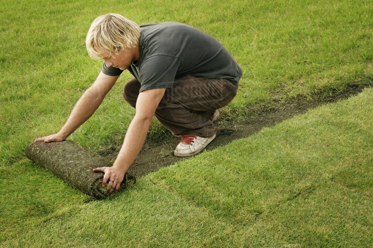 A Man Laying Sod - Royalty-free Stock Photo | Dissolve