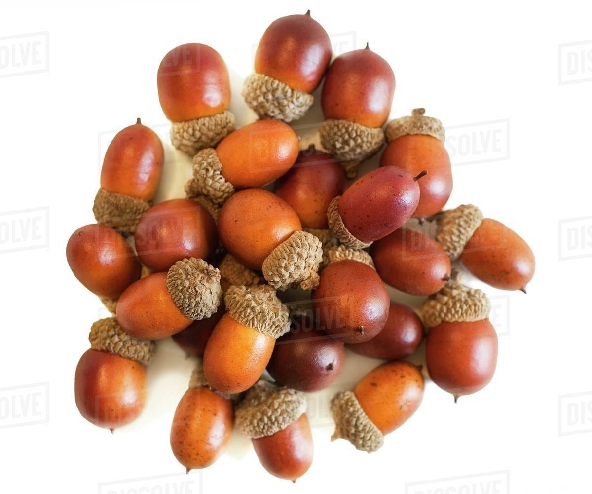 Acorns In A Bunch - Royalty-free Stock Photo | Dissolve