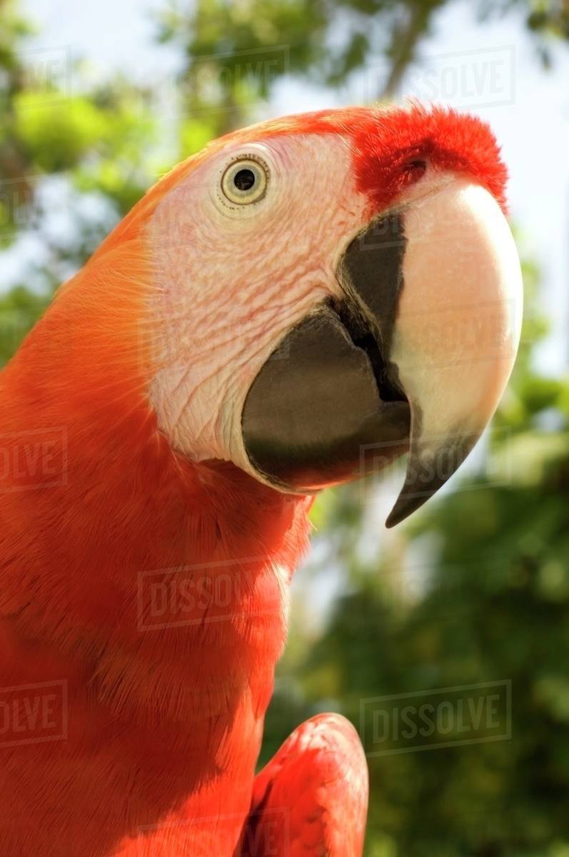 Mexican Parrot - Stock Photo - Dissolve