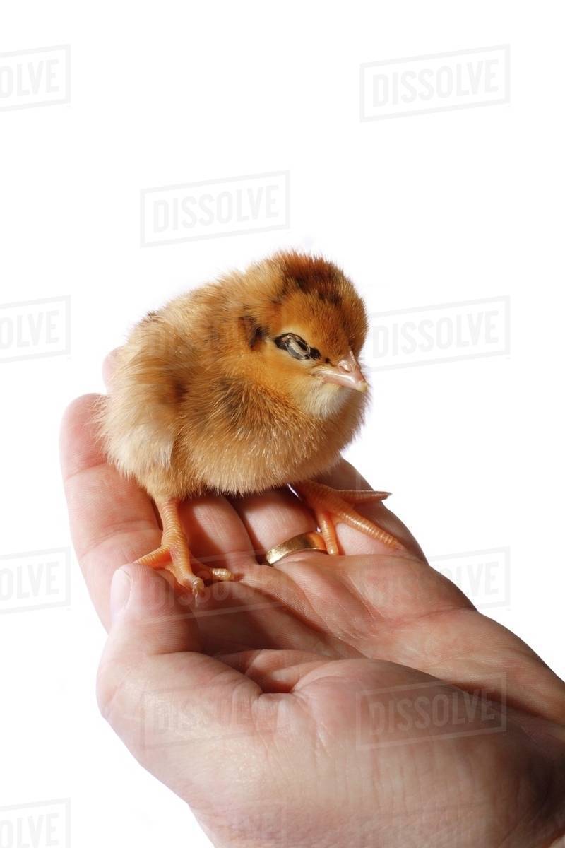 Baby Chick Sitting On A Hand - Stock Photo - Dissolve