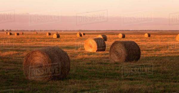 Fields With Hay Bales - Stock Photo - Dissolve