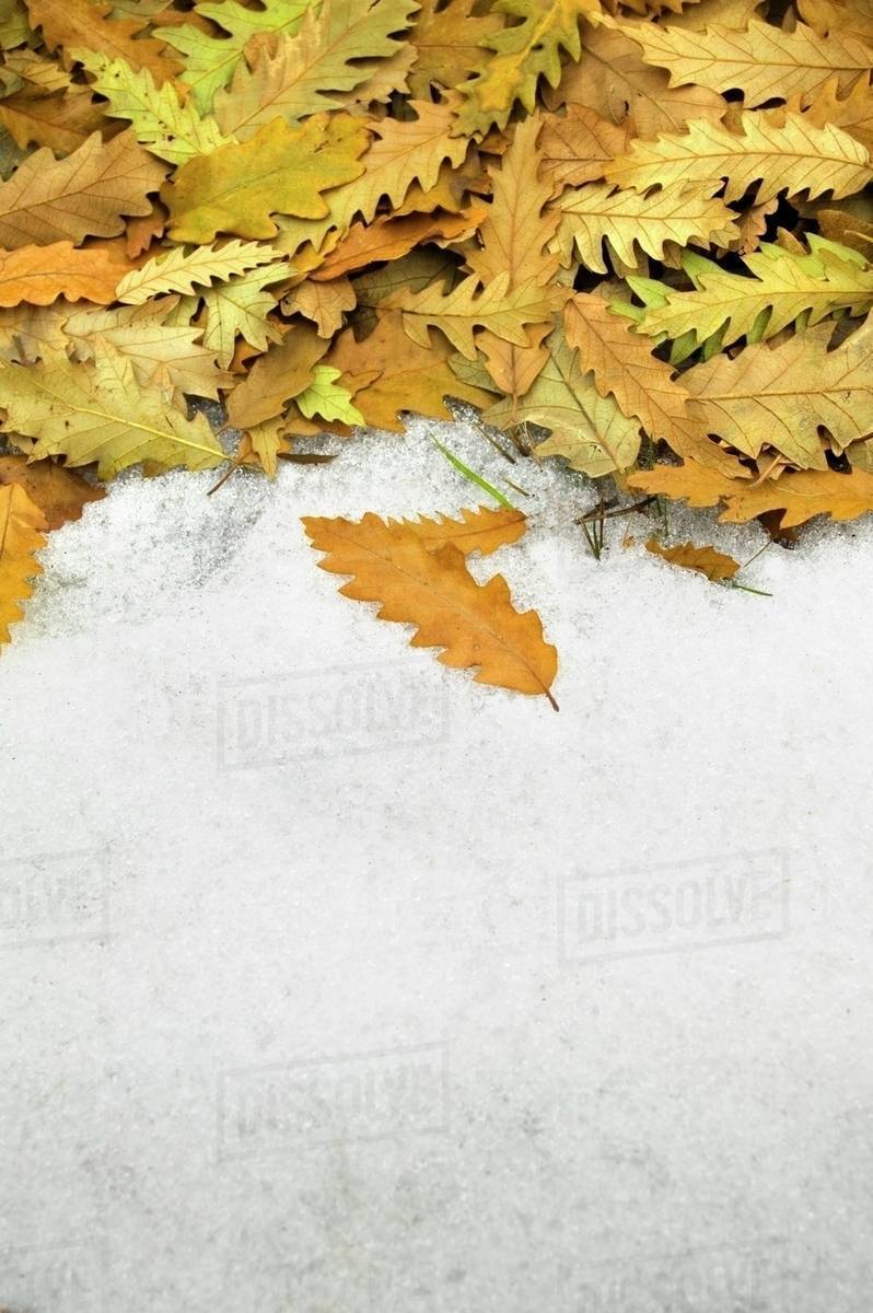 Leaves On Snow - Stock Photo - Dissolve