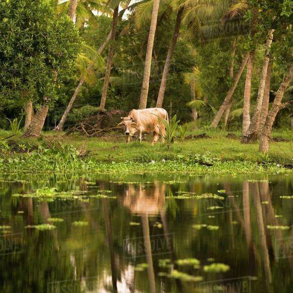 Animal Reflection, Kerala, India - Stock Photo - Dissolve
