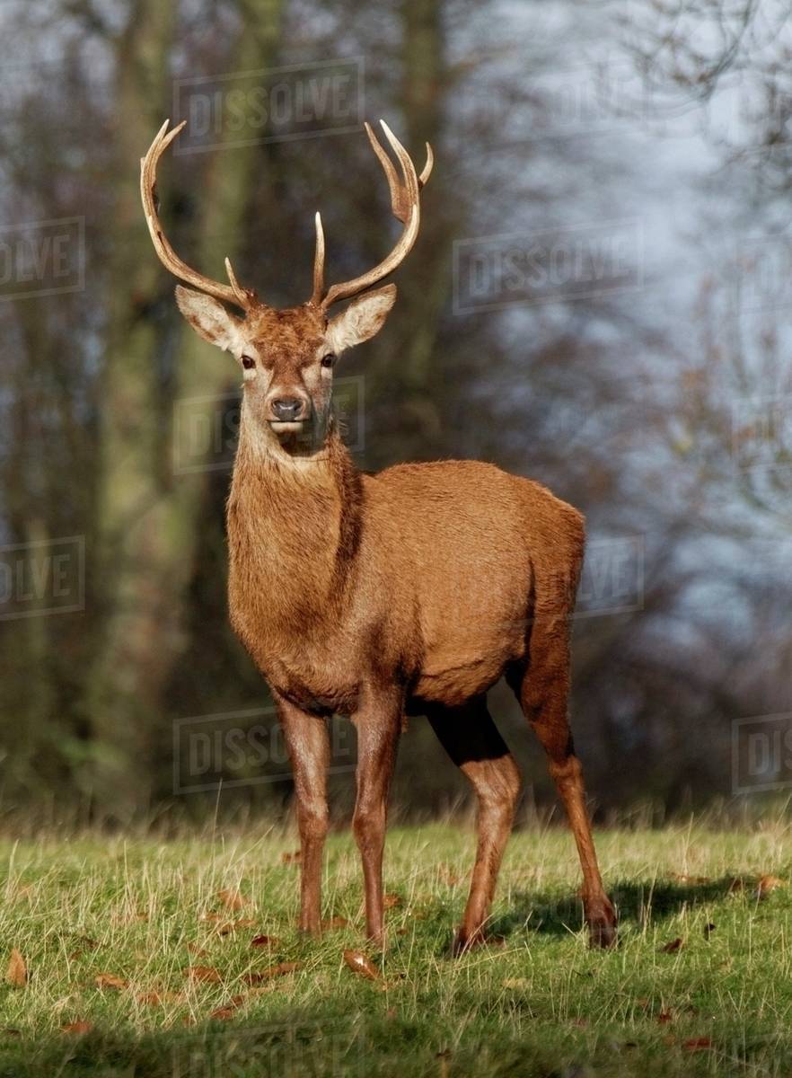 Deer In Field - Royalty-free Stock Photo | Dissolve