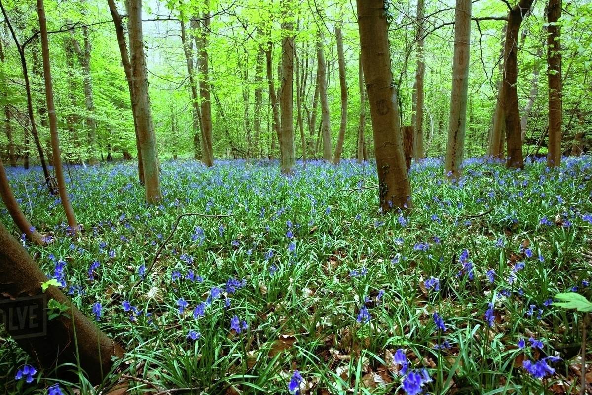 Violets In Forest - Royalty-free Stock Photo | Dissolve