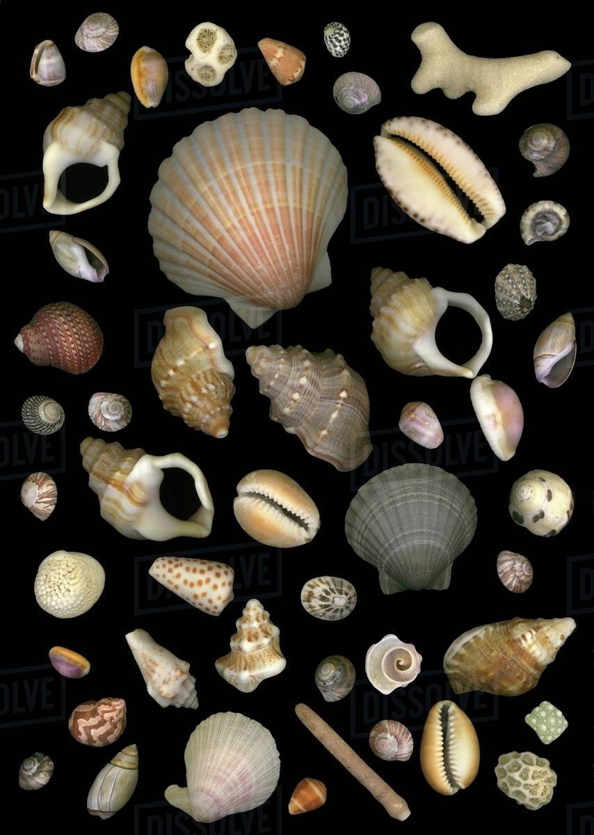 Various Sea Shells - Royalty-free Stock Photo | Dissolve