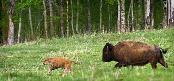 Bison Chasing Calf In Field - Royalty-free Stock Photo | Dissolve
