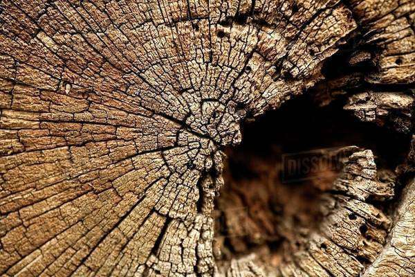 Tree Stump - Royalty-free Stock Photo | Dissolve