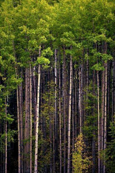 Tall Trees In Forest - Royalty-free Stock Photo | Dissolve