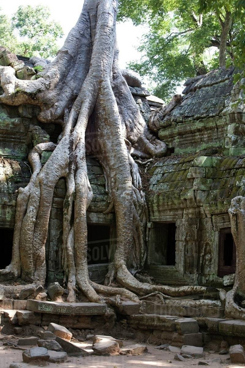 Tree Roots Angkor Wat