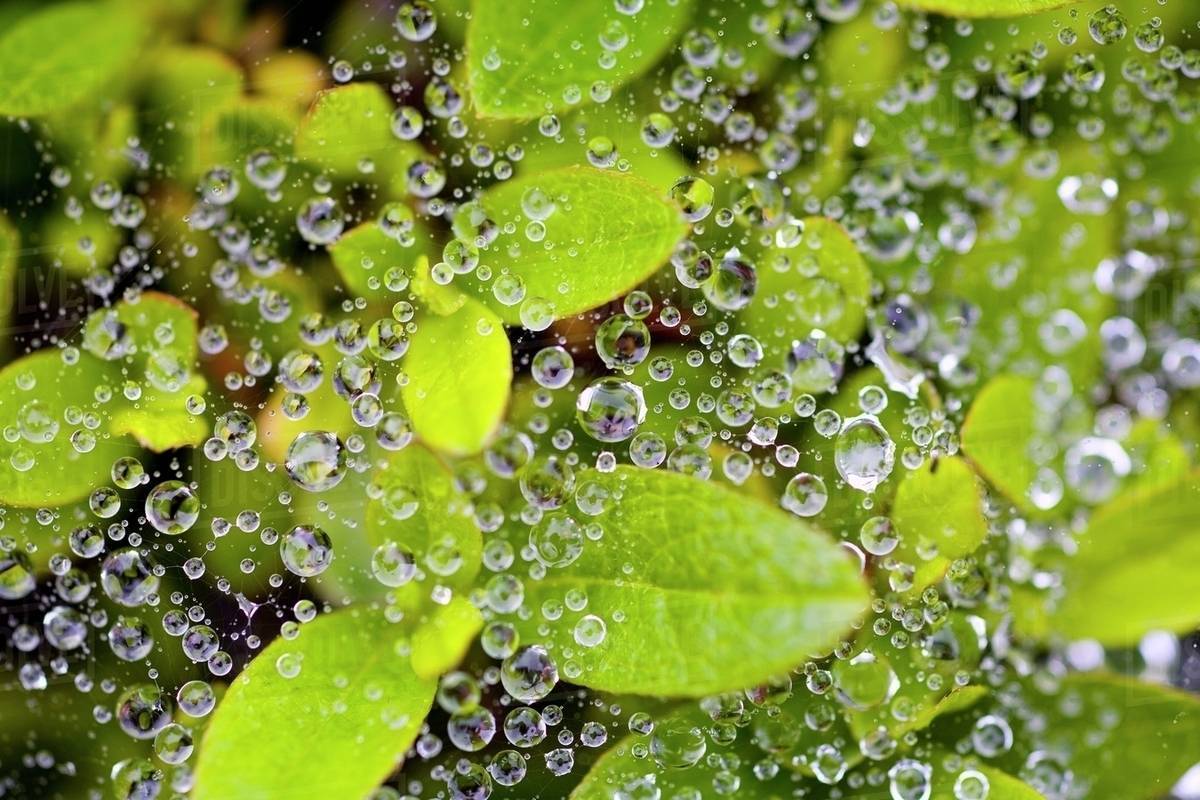 Closeup Of Morning Dew On Leaves - Royalty-free Stock Photo | Dissolve