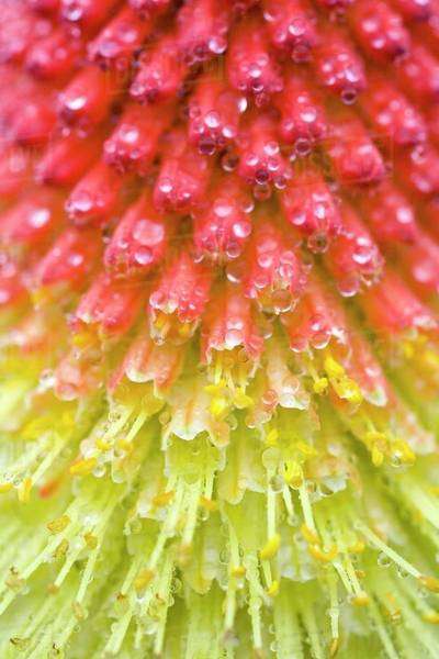 Close Up Of Flower Stamen - Royalty-free Stock Photo | Dissolve