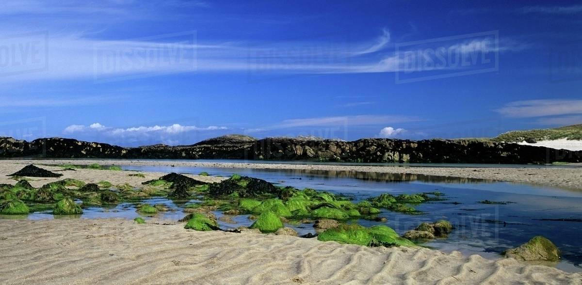 Beach And Seaweed, Cliad Beach, Island Of Col, Inner Hebrides, Scotland ...