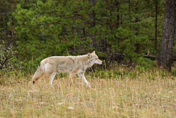 Coyote (Canis Latrans), Jasper National Park, Alberta, Canada - Royalty ...