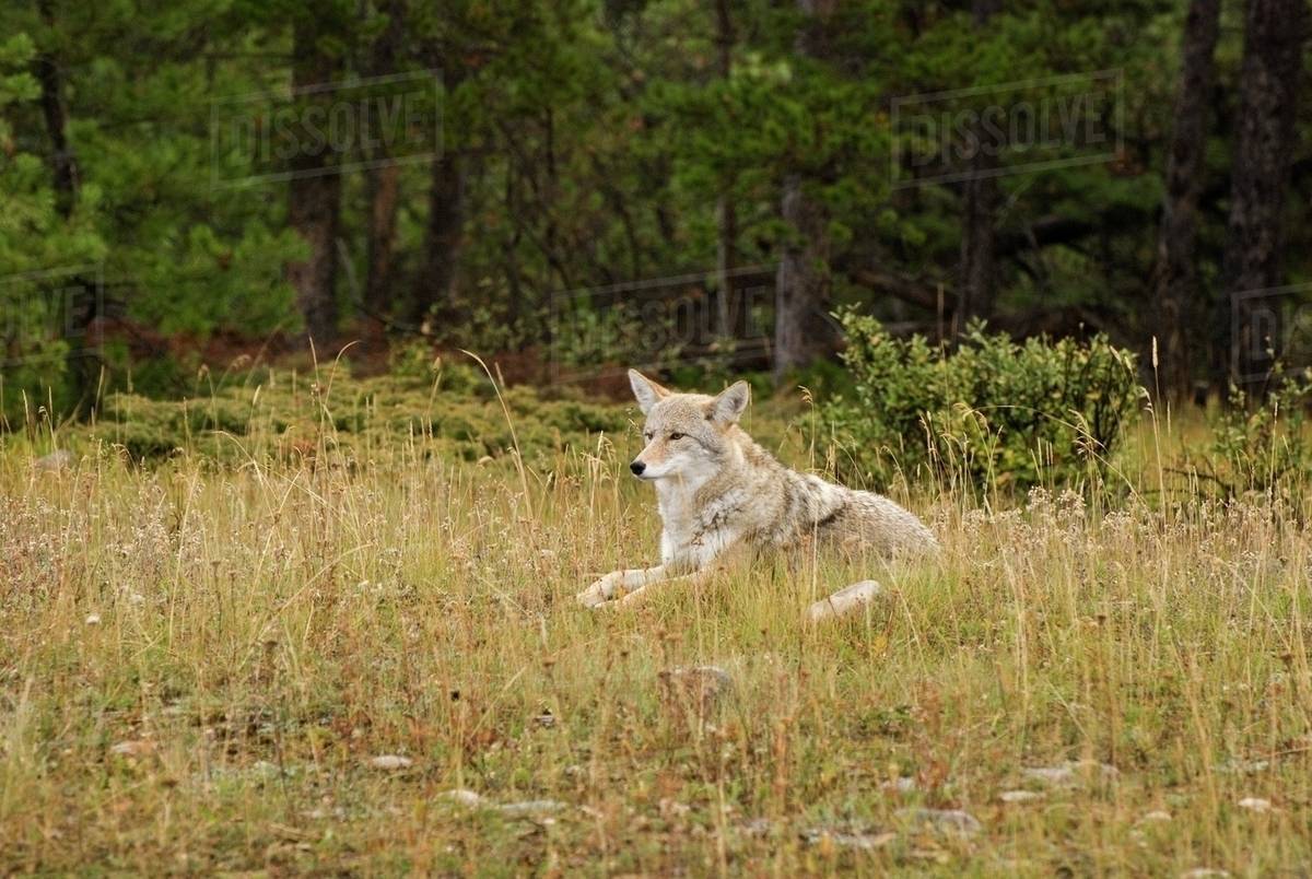 Coyote (Canis Latrans), Jasper National Park, Alberta, Canada - Stock ...