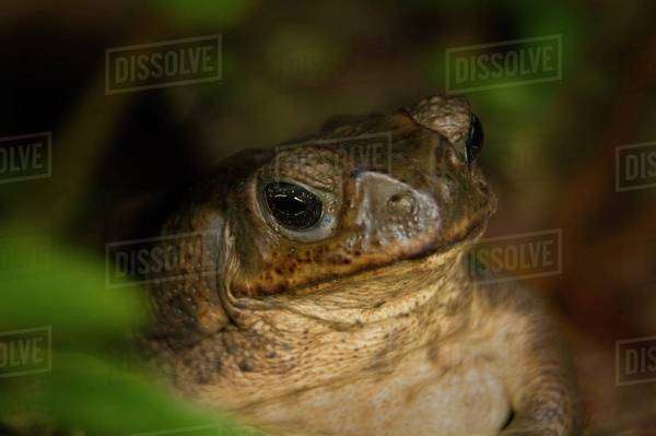 Toad In Hiding - Stock Photo - Dissolve