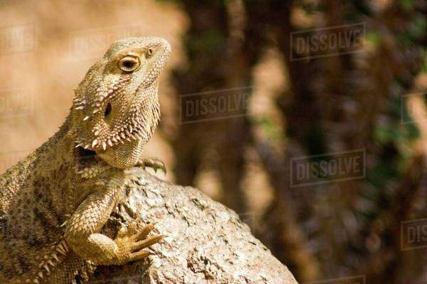 A Camouflaged Lizard - Royalty-free Stock Photo | Dissolve