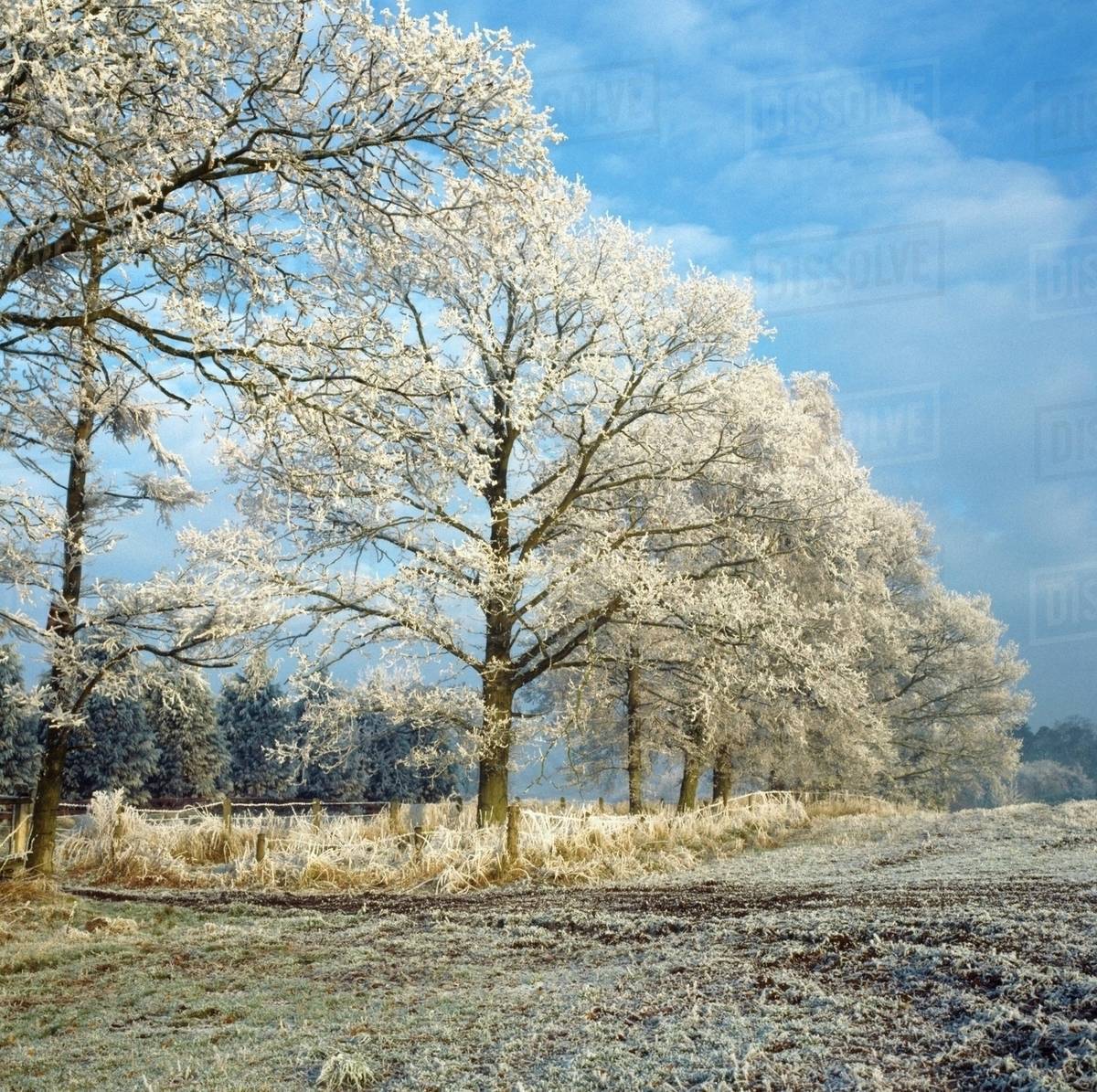Frost On Trees In The Woods; Ireland - Royalty-free Stock Photo | Dissolve