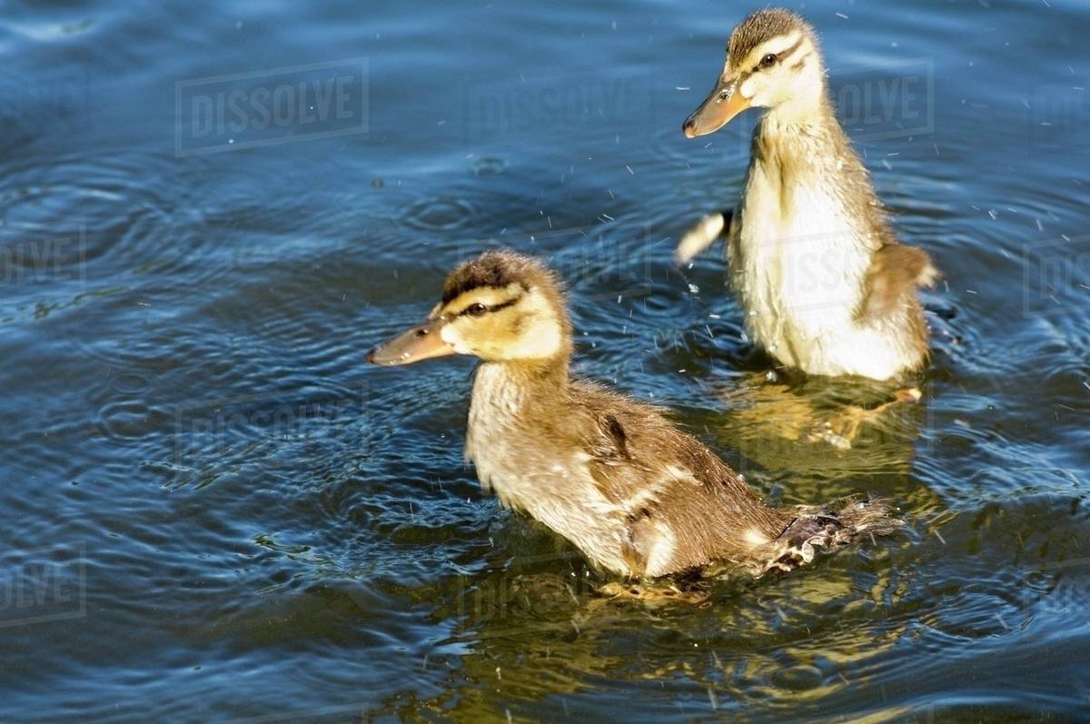 Mallard Ducklings, Crystal Springs Rhododendron Garden, Portland ...