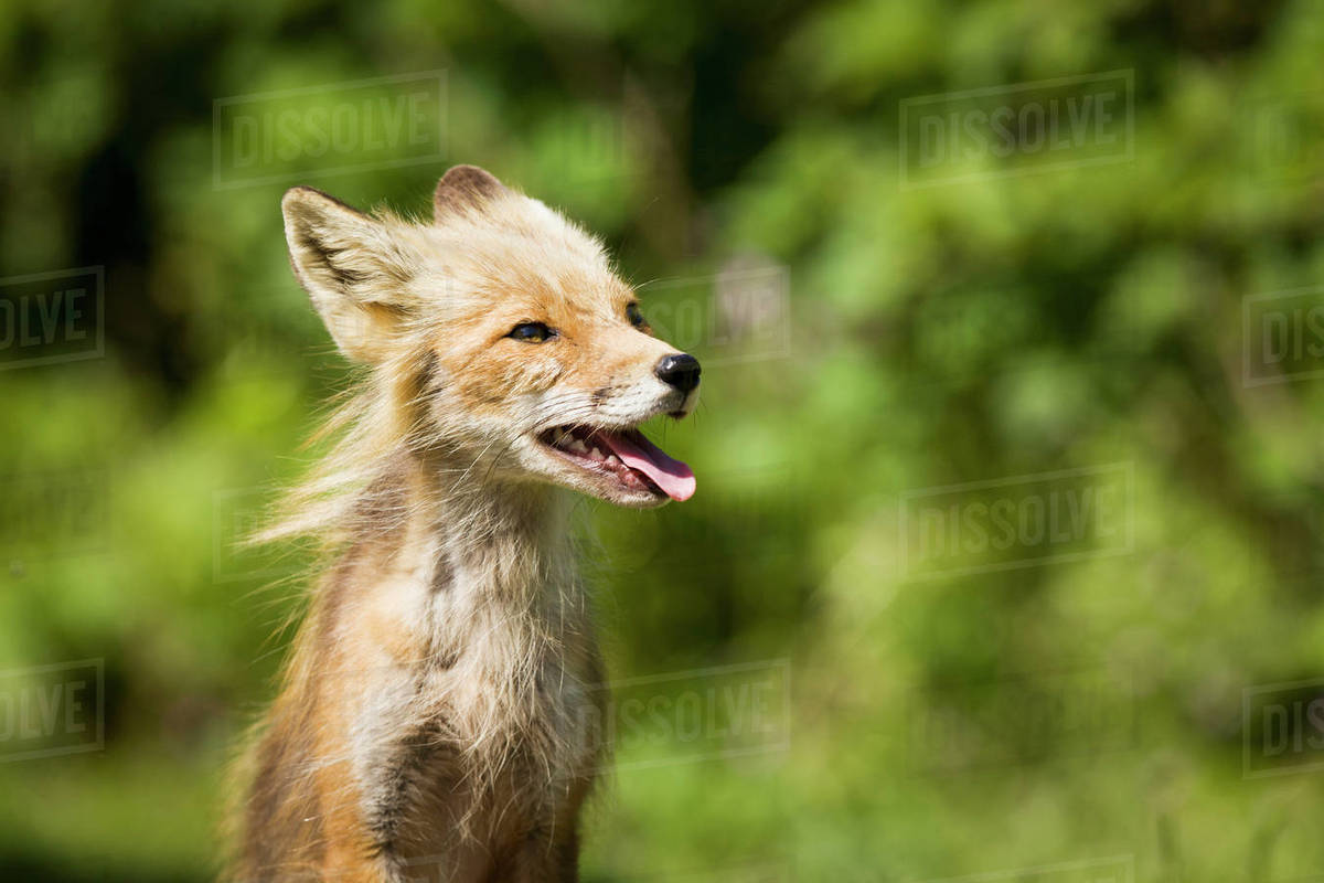 A Red Fox (Vulpes Vulpes) On The Alaska Peninsula, Near False Pass ...