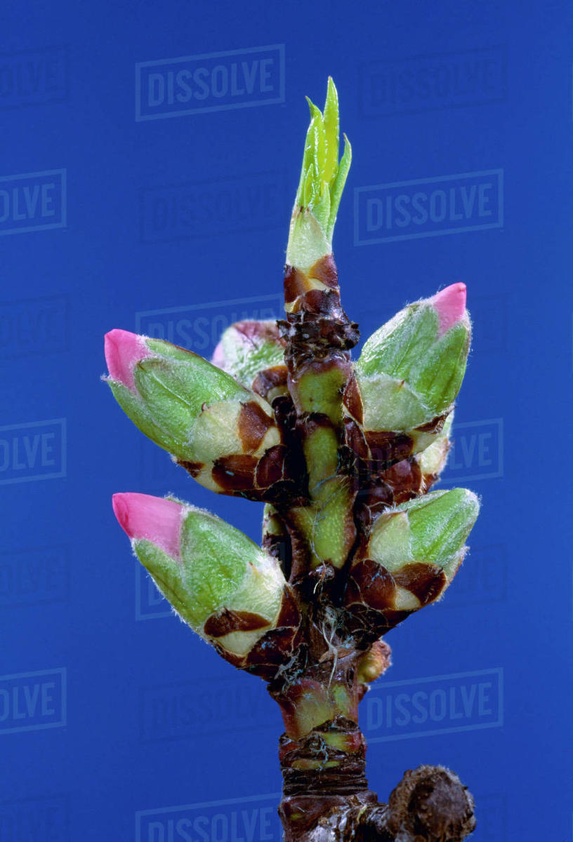 Agriculture - Almond flowering stages: Pink Bud; variety: Mission, 2/3 ...