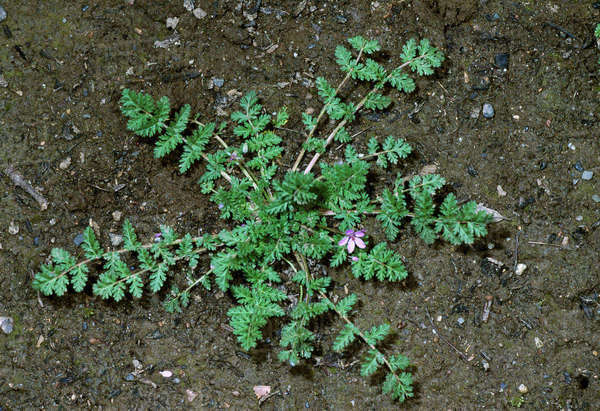 Agriculture - Weeds, Redstem Filaree (Erodium cicutarium) aka ...