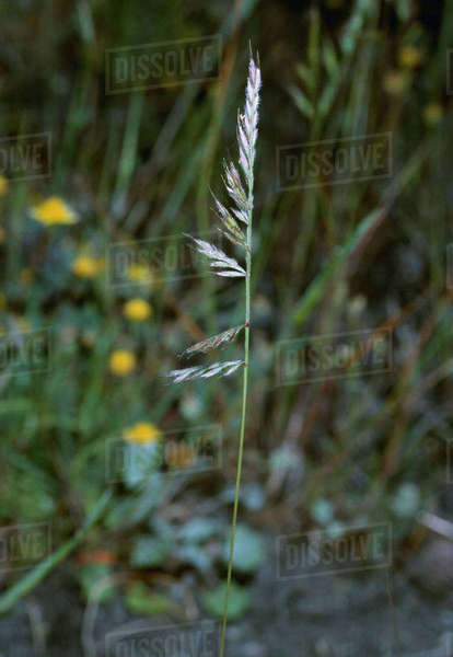 Agriculture - Weeds, Small Fescue (Vulpia microstachys), inflorescence ...