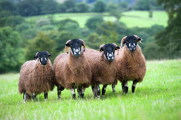Dalesbred sheep, a hardy upland breed; North Yorkshire, England - Stock ...