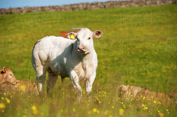 Agriculture - Black Angus cow/calf pairs grazing on a healthy green ...