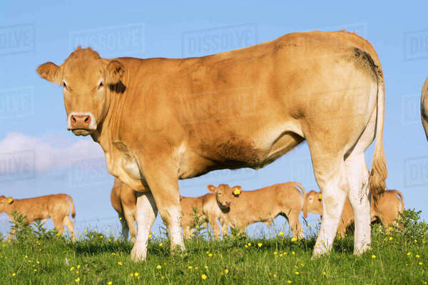 Agriculture - Black Angus cow/calf pairs grazing on a healthy green ...