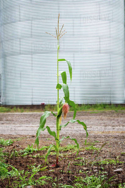 Young corn stalk in front of grain bin; Knoxville, Pennsylvania, United ...