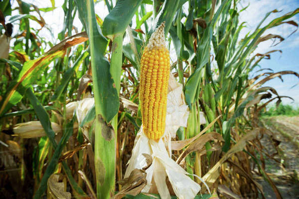 Close up of shucked field corn in a corn field; Ridgley, Maryland ...