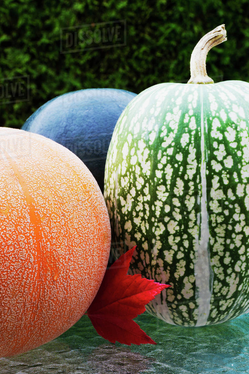 Harvest squash; Surrey, British Columbia, Canada - Royalty-free Stock ...