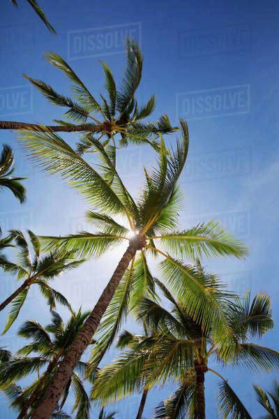 Sun filtering through palm trees at Hulupoe Beach, Manele Bay; Lanai ...