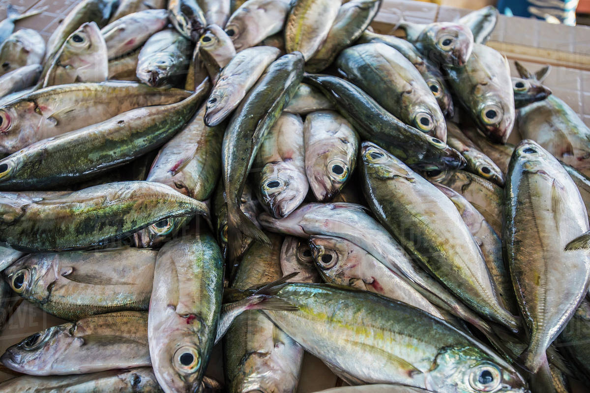 Fish at the market; Tonga - Royalty-free Stock Photo | Dissolve