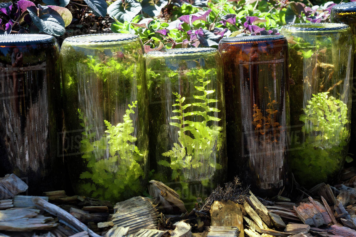 Ferns growing in upturned wine bottles used as edging for a path ...