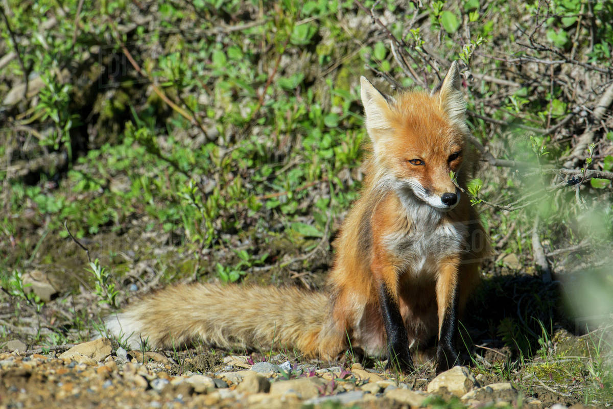 Red Fox in Denali National Park, Interior Alaska, Spring - Royalty-free ...